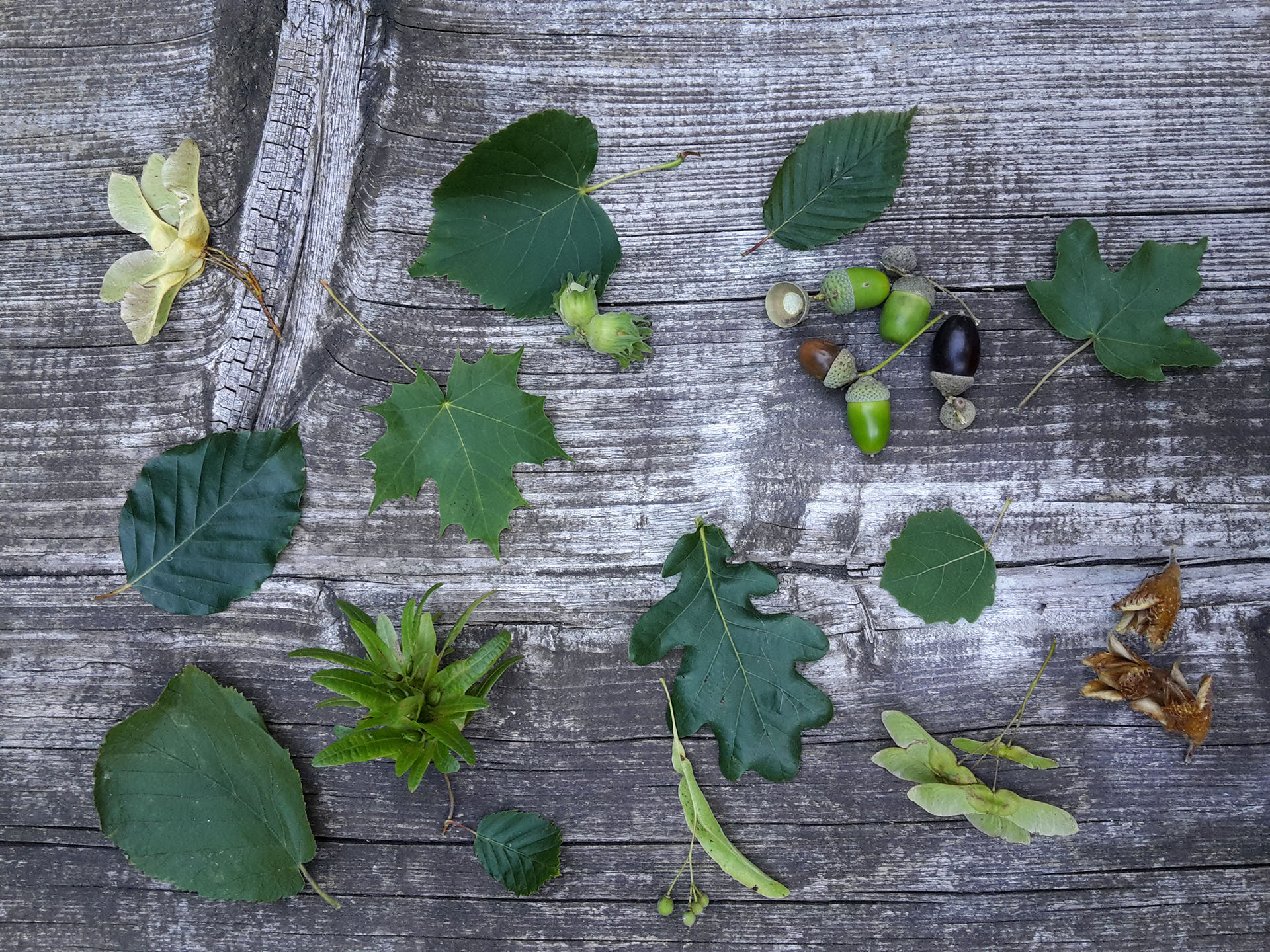 Baumwesen erkennen - Baumarten benennen