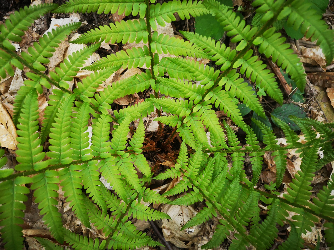 Farn-Mandala - Naturpark-Detektive