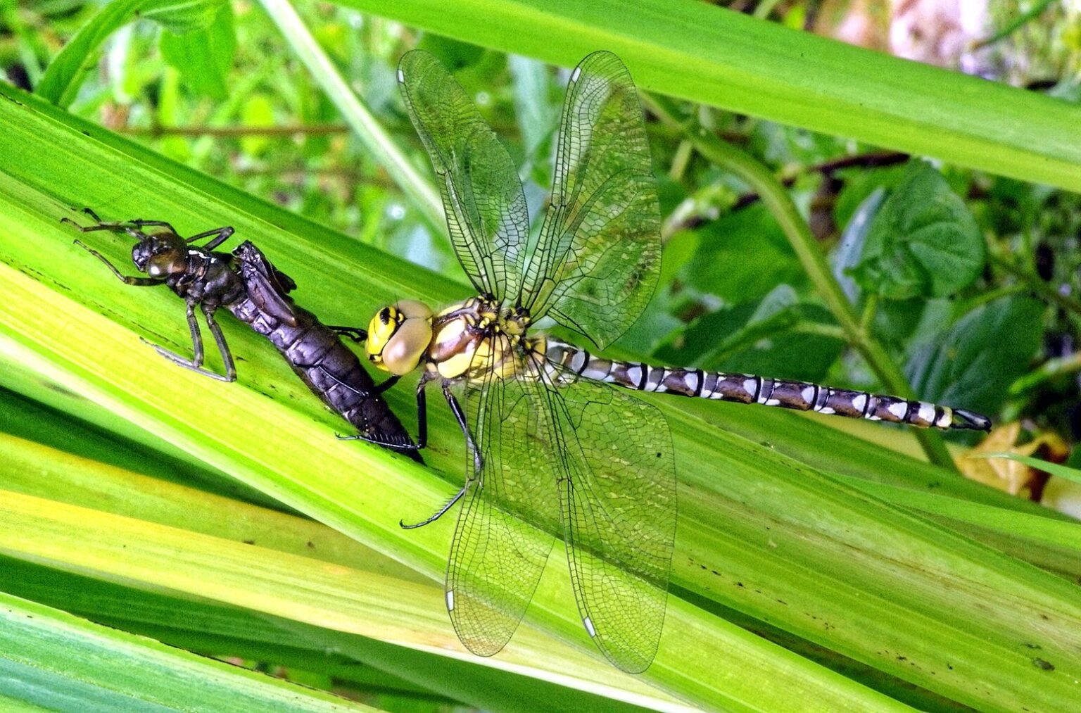 Libelle Steckbrief: Lebensraum, Nahrung, Fortpflanzung