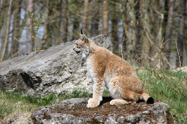 Luchs Steckbrief: Lebensraum, Nahrung, Fortpflanzung, Größe